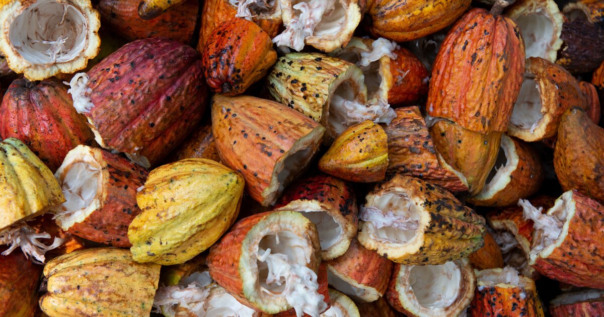 Value chain analysis and recommendations for the cocoa sector